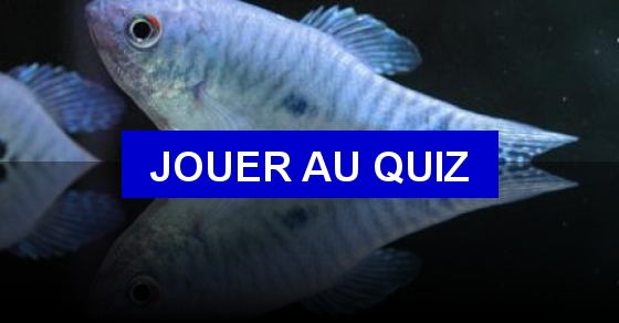 Quizz Les poissons d'aquarium d'eau douce - Quiz Poissons, Aquariophilie,…
