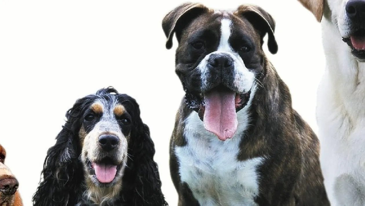 Quiz de chiens. Très facile pour les enfants ! : )