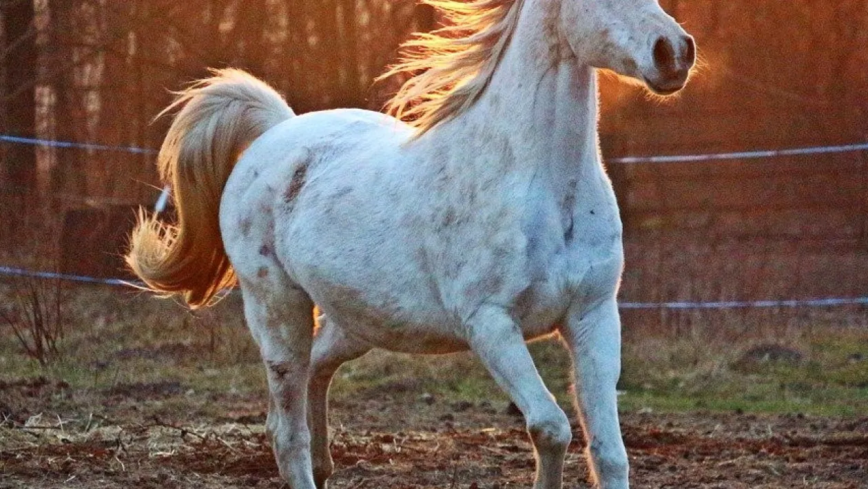 Quiz Galop 4 FFE - Equitation