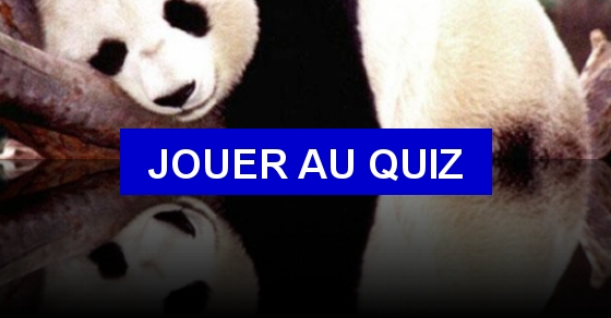 Quiz Le Panda Géant