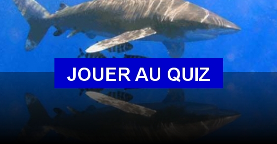 Quiz Requin 3 - Requins