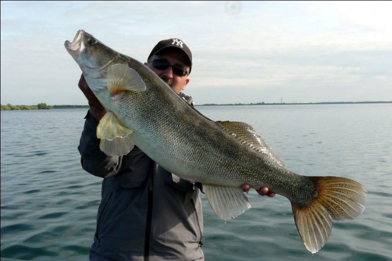 Quizz Les poissons du Québec - Quiz Nature, écologie