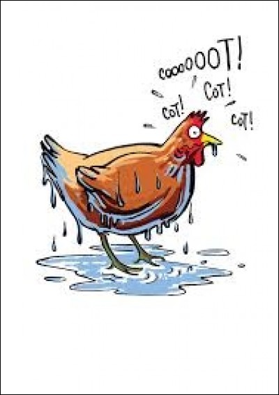 Quiz La poule dans les expressions ! - Poules