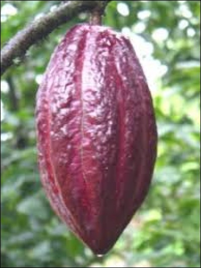 Quiz Le cacao - Notre planète