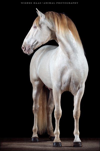 Quiz Révisions sur le squelette et les muscles du cheval - Anatomie