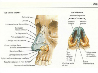 Quiz Voyage au centre du nez - Physiologie, Anatomie