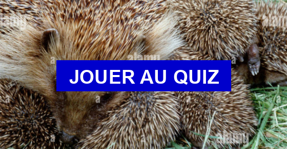 Quiz Les animaux de la forêt (5)
