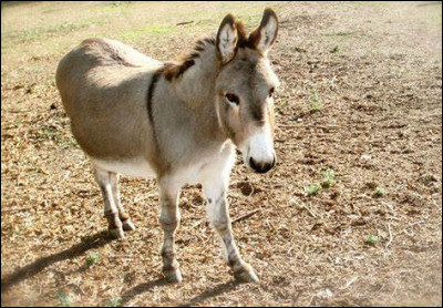 Quiz Mais quel âne ! - Culture générale