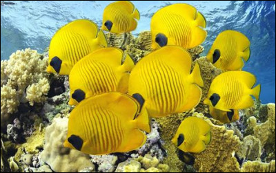 Quiz Poisson d'avril ! - Animaux