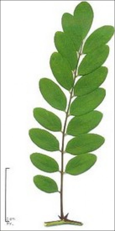 Quiz La feuille d'automne - Arbres