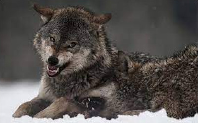 Quiz Le loup - Loups