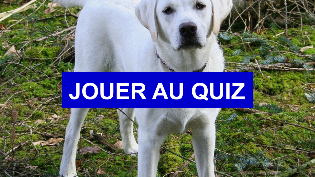 Quiz Connaissez-vous bien le labrador, en 10 questions ! - Chiens