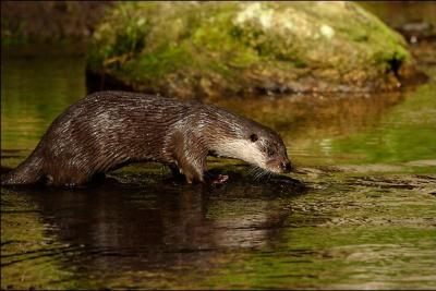 Quiz 5 infos sur... la loutre - Loutres, Mammiferes