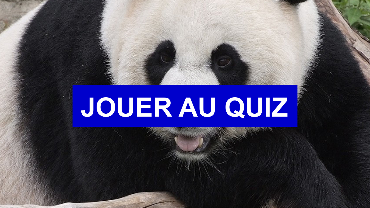Quiz Connais-tu bien les pandas