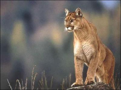 Quiz 5 infos sur... le puma - Pumas, Chasse, Lions, Mammiferes
