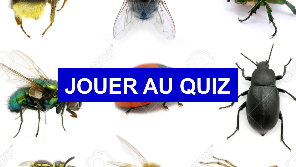 Quiz Les insectes et les arachnides
