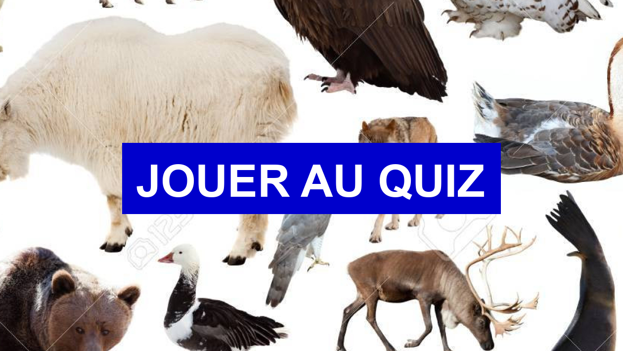 Quiz Trouve l'intrus, animaux