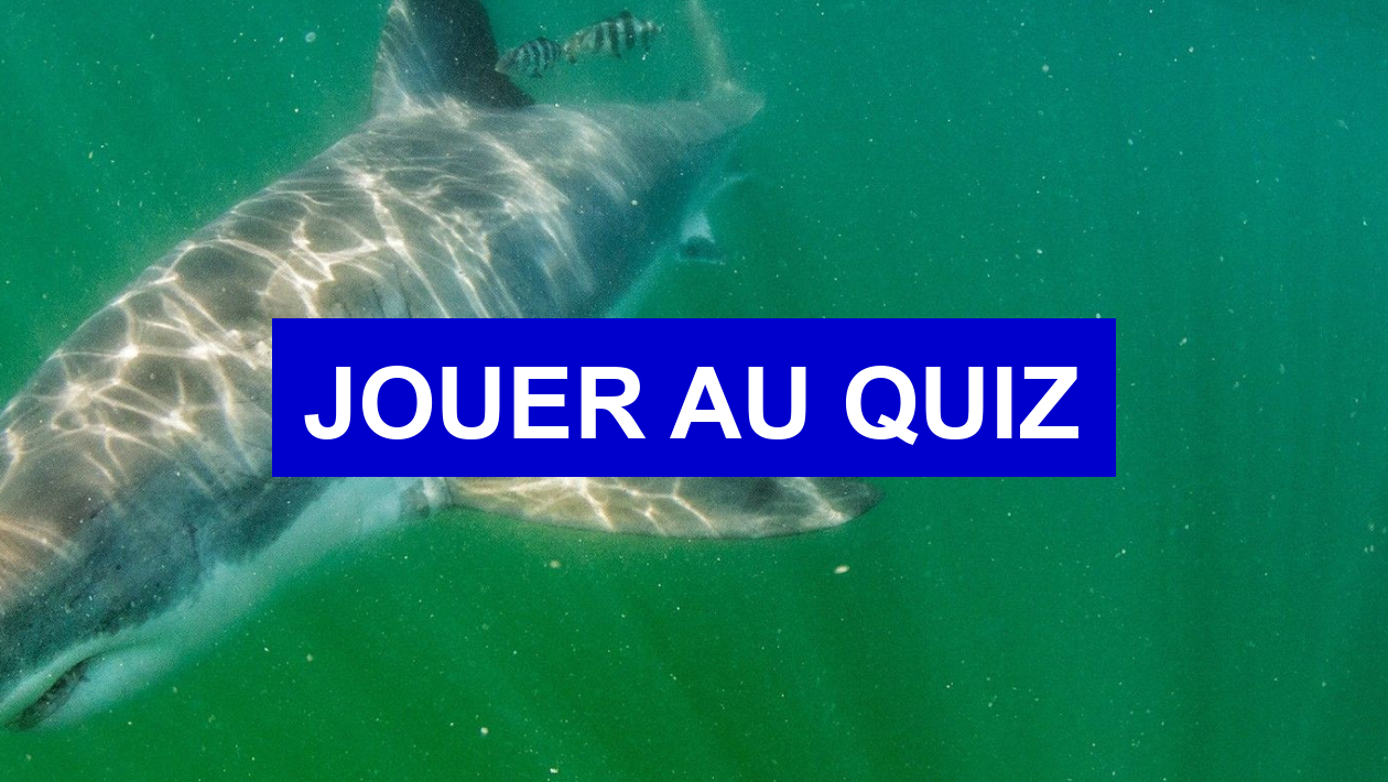 Quiz Les requins #1