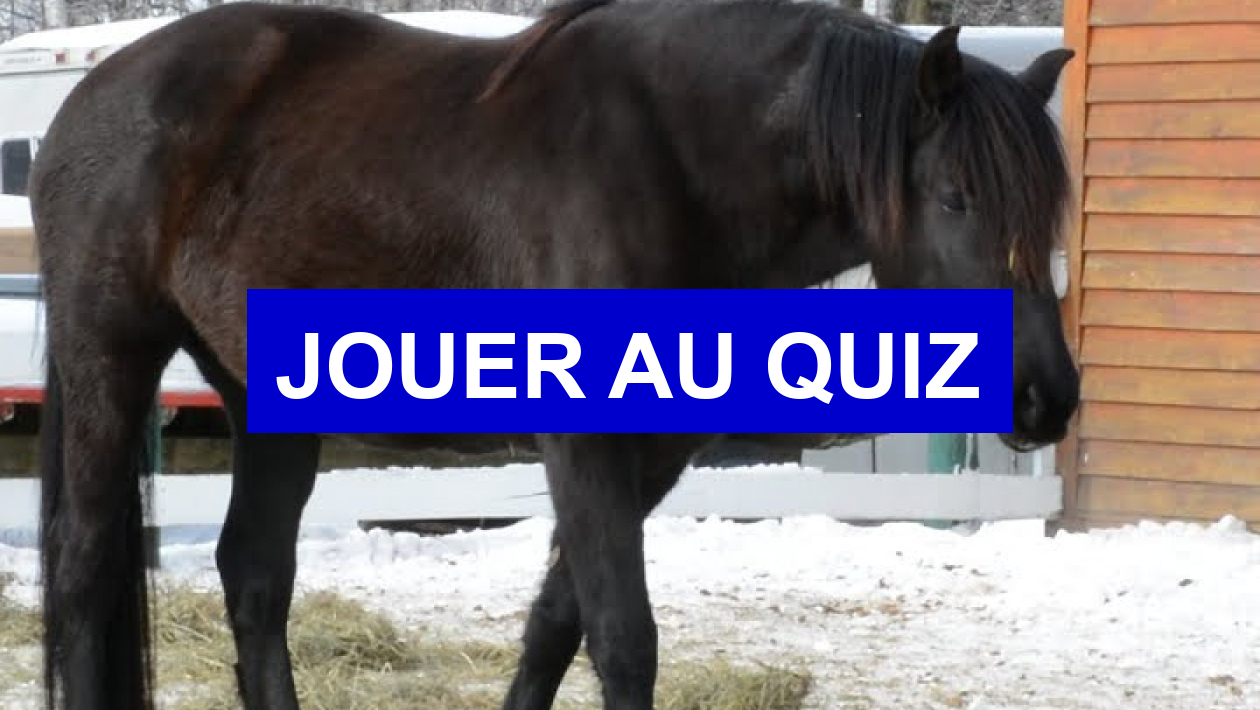 Quiz Les parties du corps du cheval - Chevaux