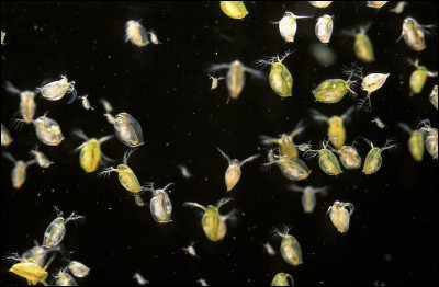 Quiz La puce en culture gé ! - Culture générale