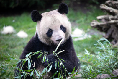 Quiz Le panda