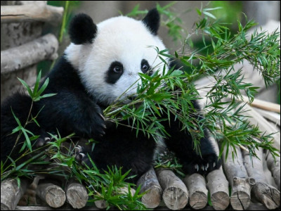 Quiz Le panda