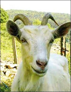 Quiz Les animaux de la ferme en anglais - Traduction