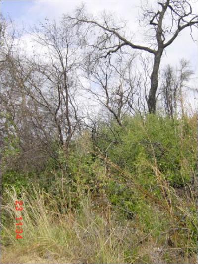 Quiz Les arbres : les strates - Botanique