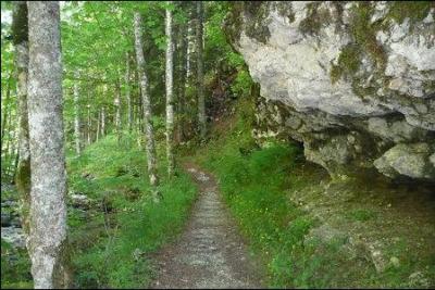 Quiz Les arbres : les strates - Botanique
