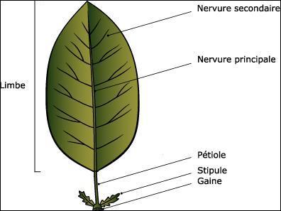 Quiz La forme et le bord du limbe des feuilles - Botanique, Arbres