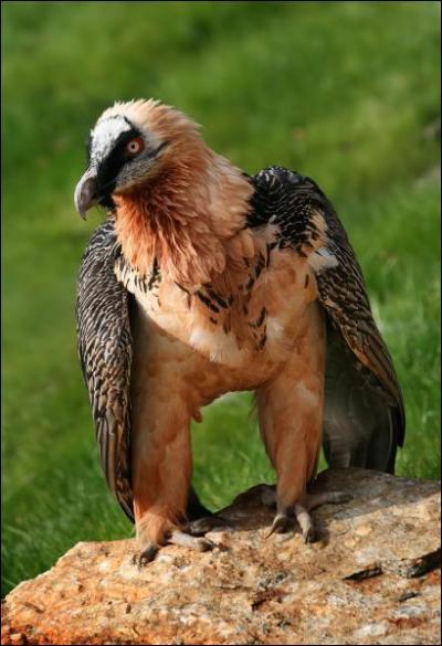 Quiz Noms de rapaces