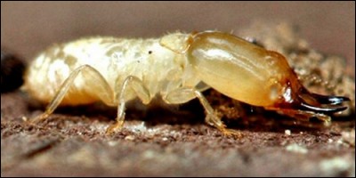 Quiz Les insectes (2) - Oiseaux