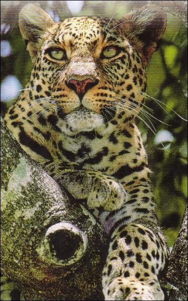 Les félins sauvages (quizz-photos) - Predateurs