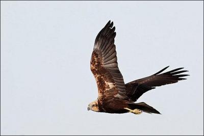 Quiz Ornithologie - Oiseaux