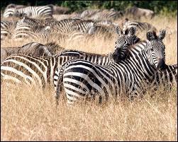Quiz Animaux de la savane