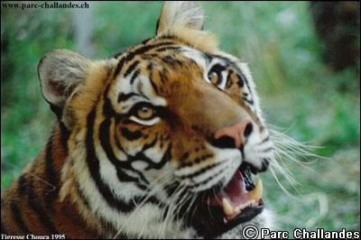 Quiz Les fauves - Felins