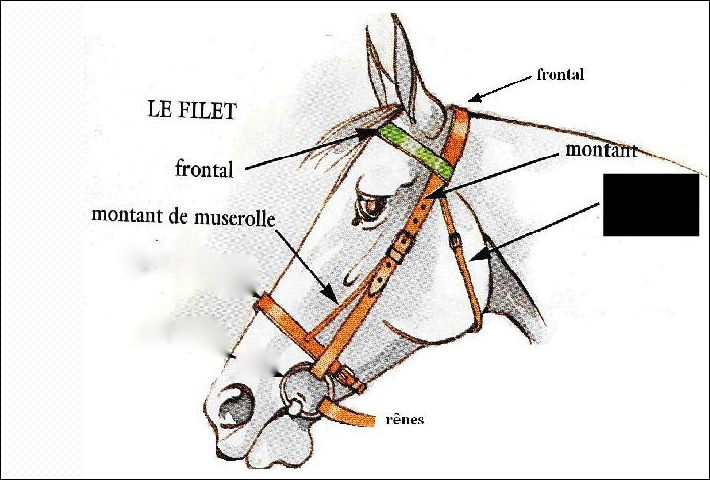 Quizz Galop 2 - Quiz Chevaux, Galop 2