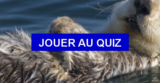 Quiz Les animaux nous font ... 7
