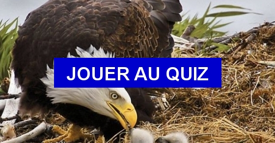 Quizz Les animaux nous font ... 8 - Quiz Animaux