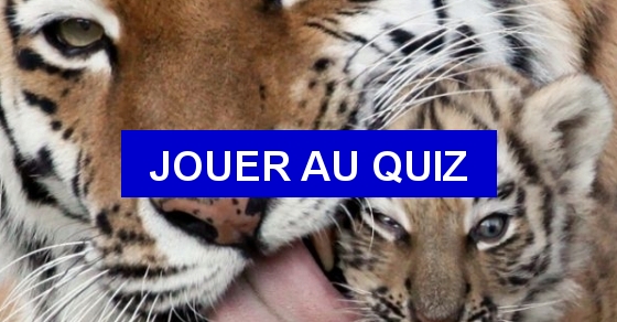 Quiz Les animaux nous font ... 10
