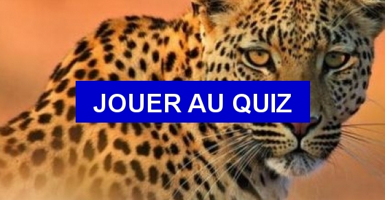Quizz Les animaux ... 2 - Quiz Animaux