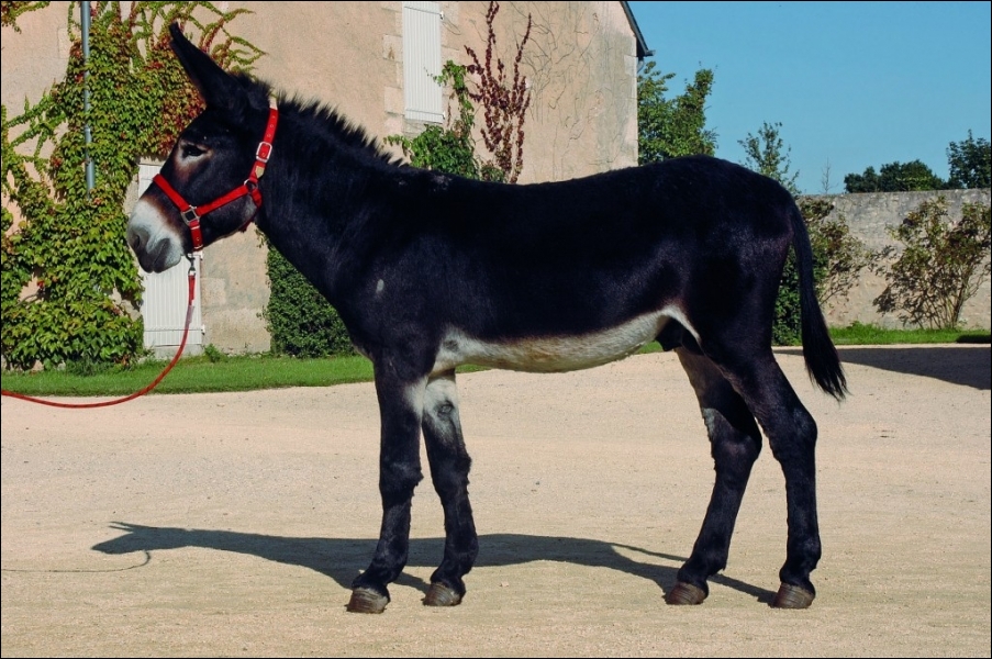 Quizz Les races d'ânes - Quiz Races, Ferme, Anes