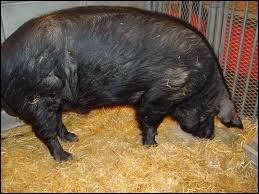 Le quiz cochon ! - Cochons