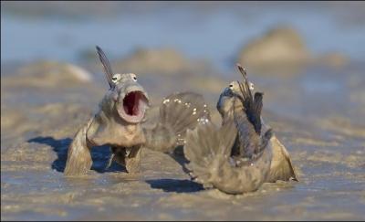 Quiz Animaux étranges - Animaux bizarres, Especes