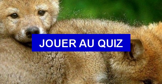 Quiz Les bébés animaux pour les enfants