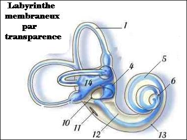 Quiz SC3 - Connaître l'oreille - Anatomie, Corps humain