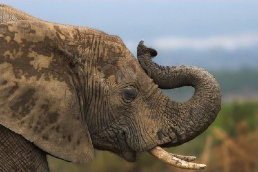 ☑ quel animal siffle