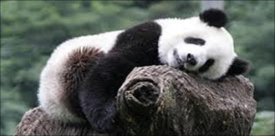 Quiz Les animaux en anglais (2) - Traduction