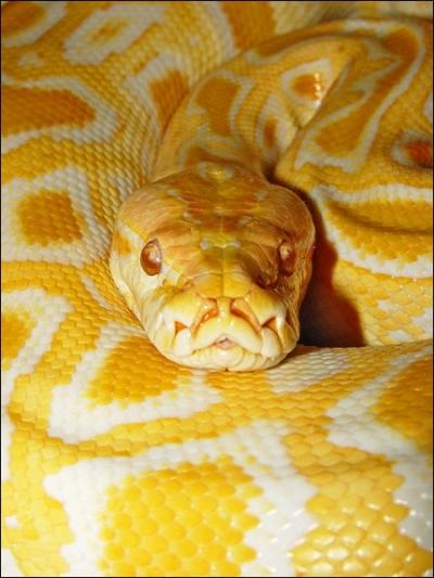 Quiz Le jaune chez les animaux - Amphibiens, Couleurs, Reptiles