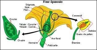 Quiz Eveil scientifique. (7) - Botanique, Scientifiques, Physique